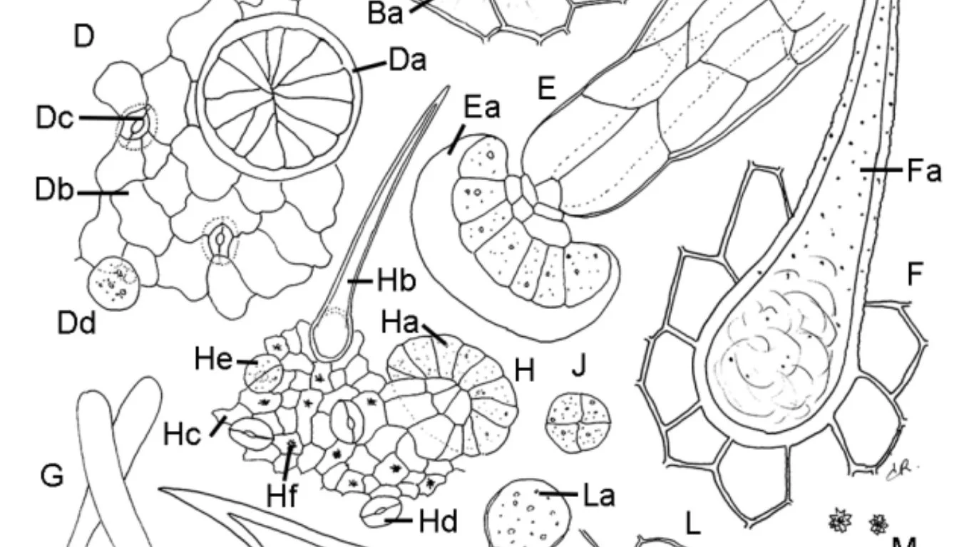 Une monographie sur la fleur de Cannabis publiée dans la pharmacopée ...