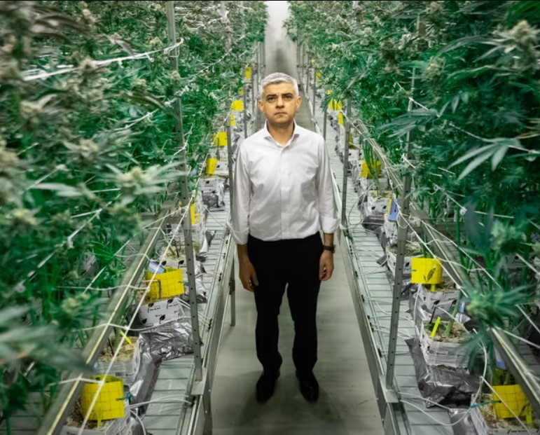 Cannabis : Londres ouvre les yeux, Paris s’obstine